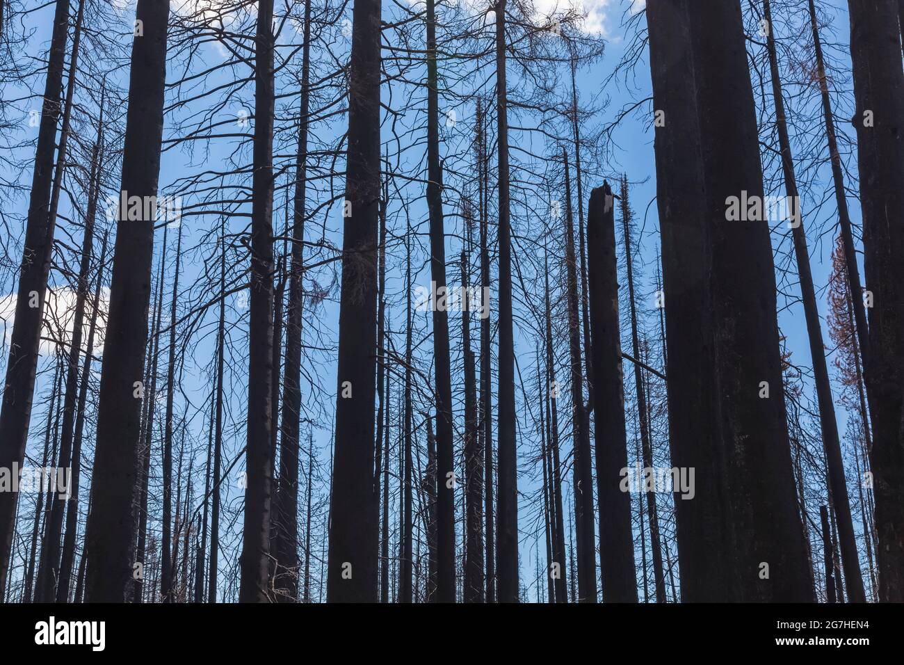 Lodgepole Pine, Pinus contorta, forest burned in the 2012 Table ...