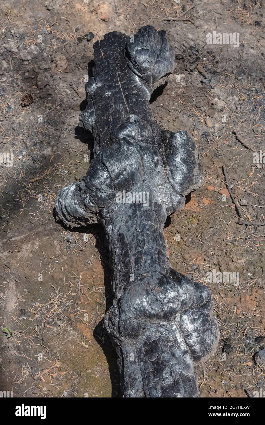 Lodgepole Pine, Pinus contorta, forest burned in the 2012 Table ...
