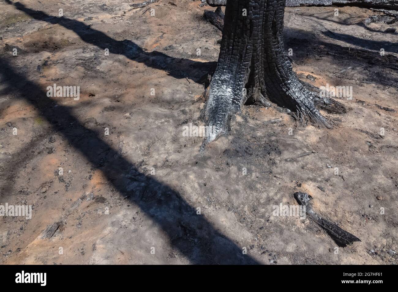 Lodgepole Pine, Pinus contorta, forest burned in the 2012 Table ...