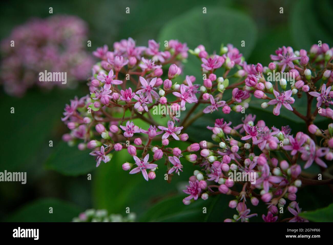 Dichroa Versicolor – the ‘Evergreen Hydrangea’ – is a close relative of ...