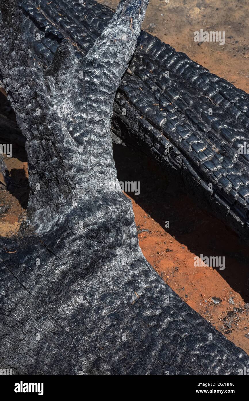 Lodgepole Pine, Pinus contorta, forest burned in the 2012 Table ...
