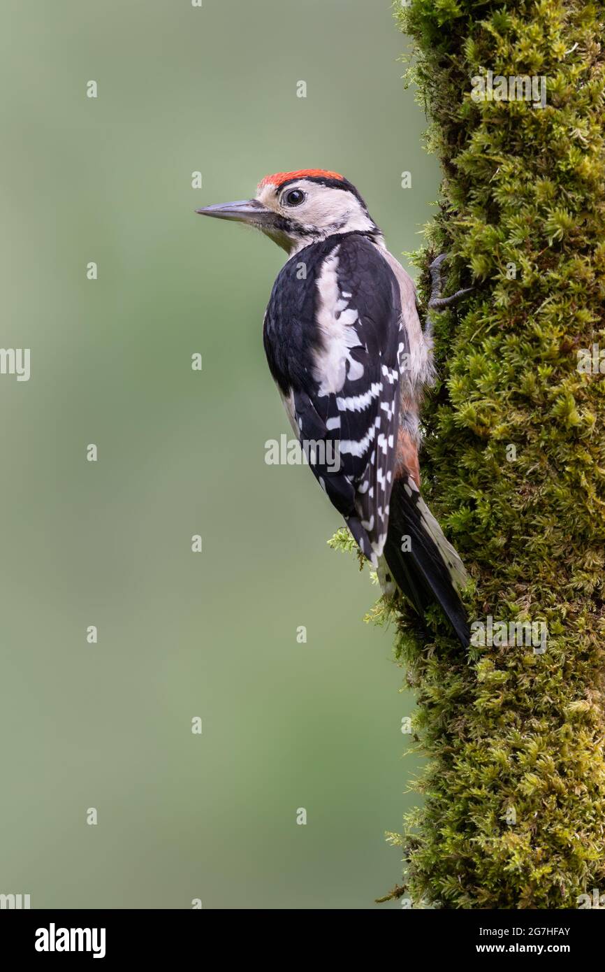 Great Spotted Woodpecker seaching for food on a moss covered log Stock ...
