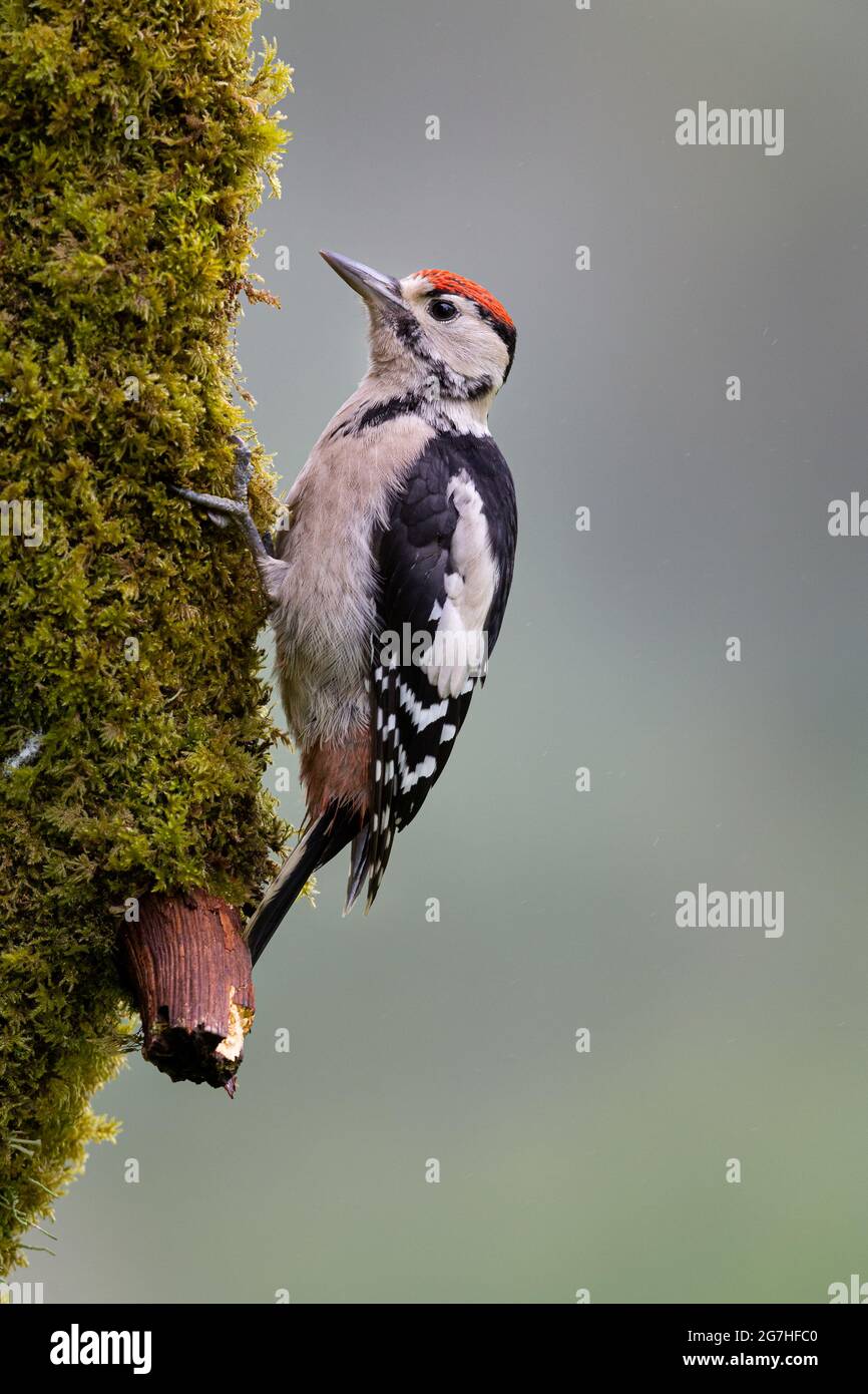 Great Spotted Woodpecker seaching for food on a moss covered log Stock ...