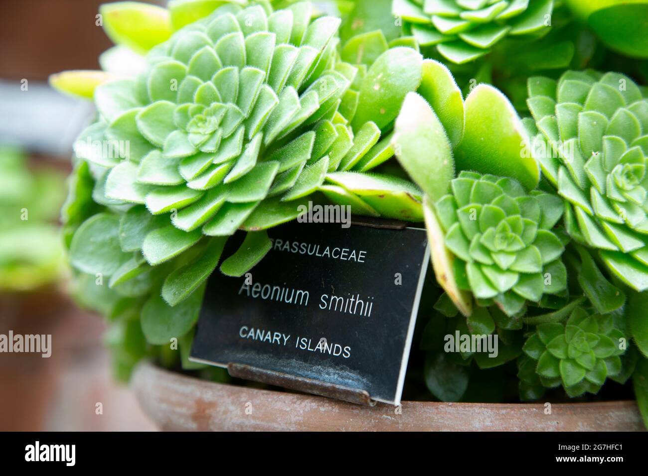 Aeonium smithii, commonly known as Smith's Giant Houseleek, is a small ...