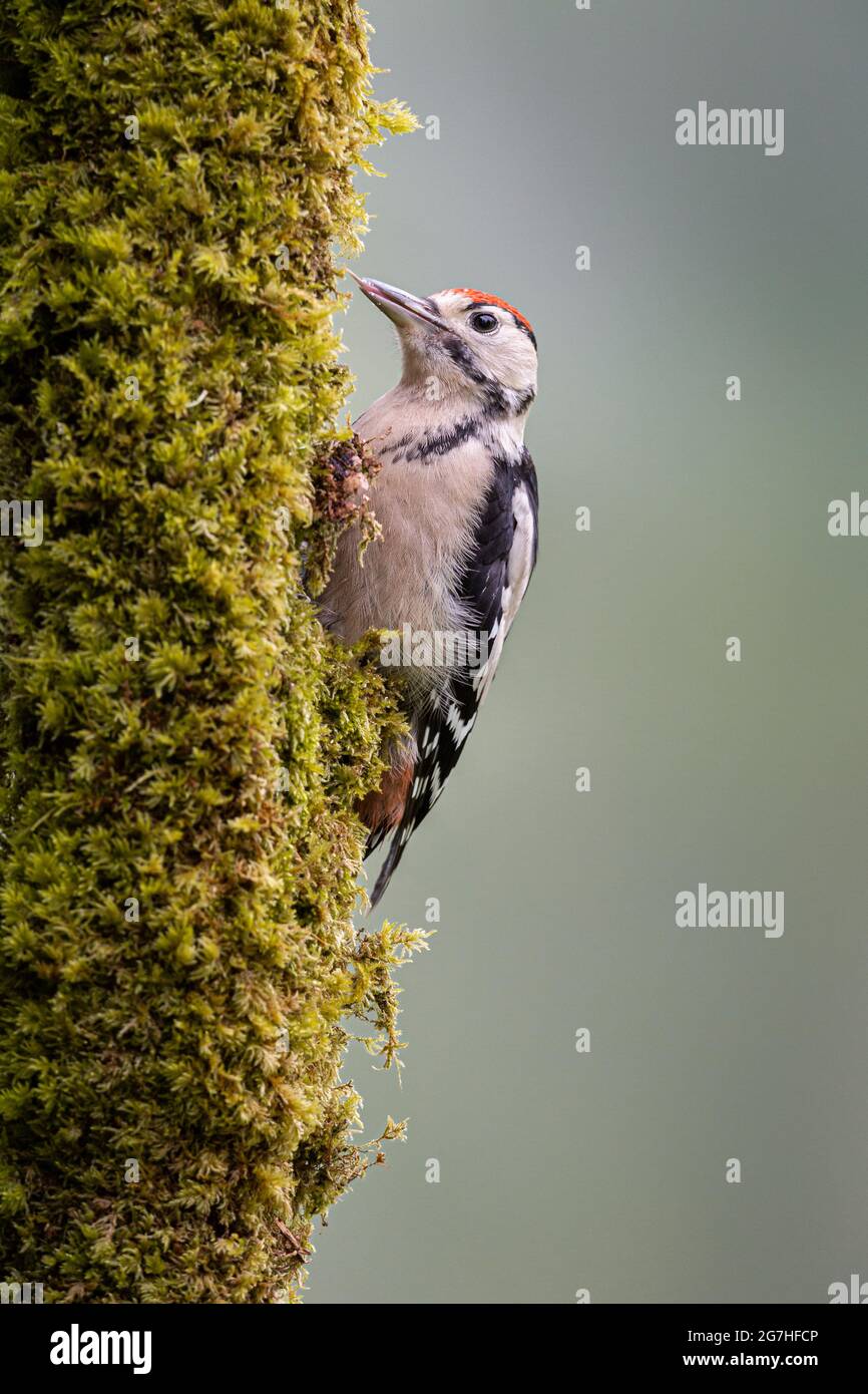 Great Spotted Woodpecker seaching for food on a moss covered log Stock ...