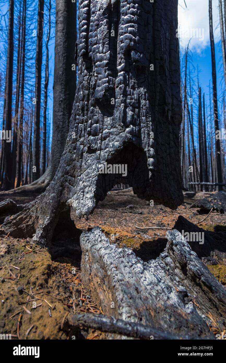 Lodgepole complex fire hi-res stock photography and images - Alamy