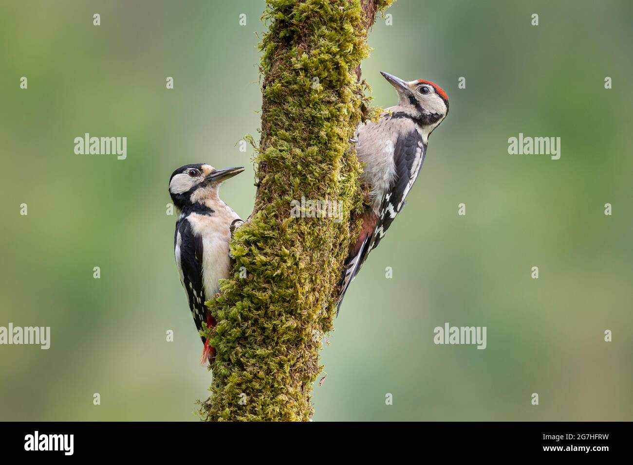 Great Spotted Woodpecker seaching for food on a moss covered log Stock ...