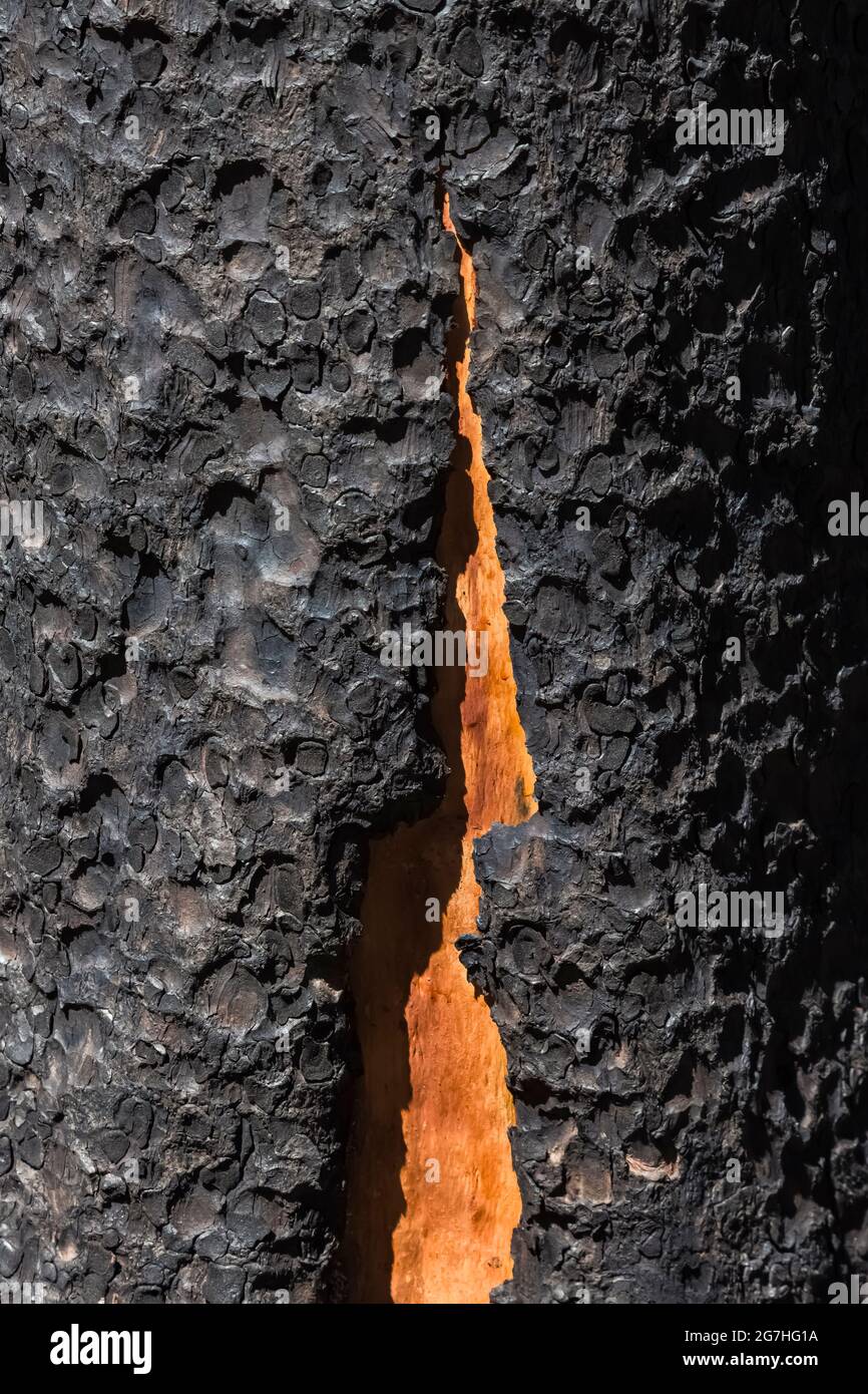 Fire bark hi-res stock photography and images - Alamy