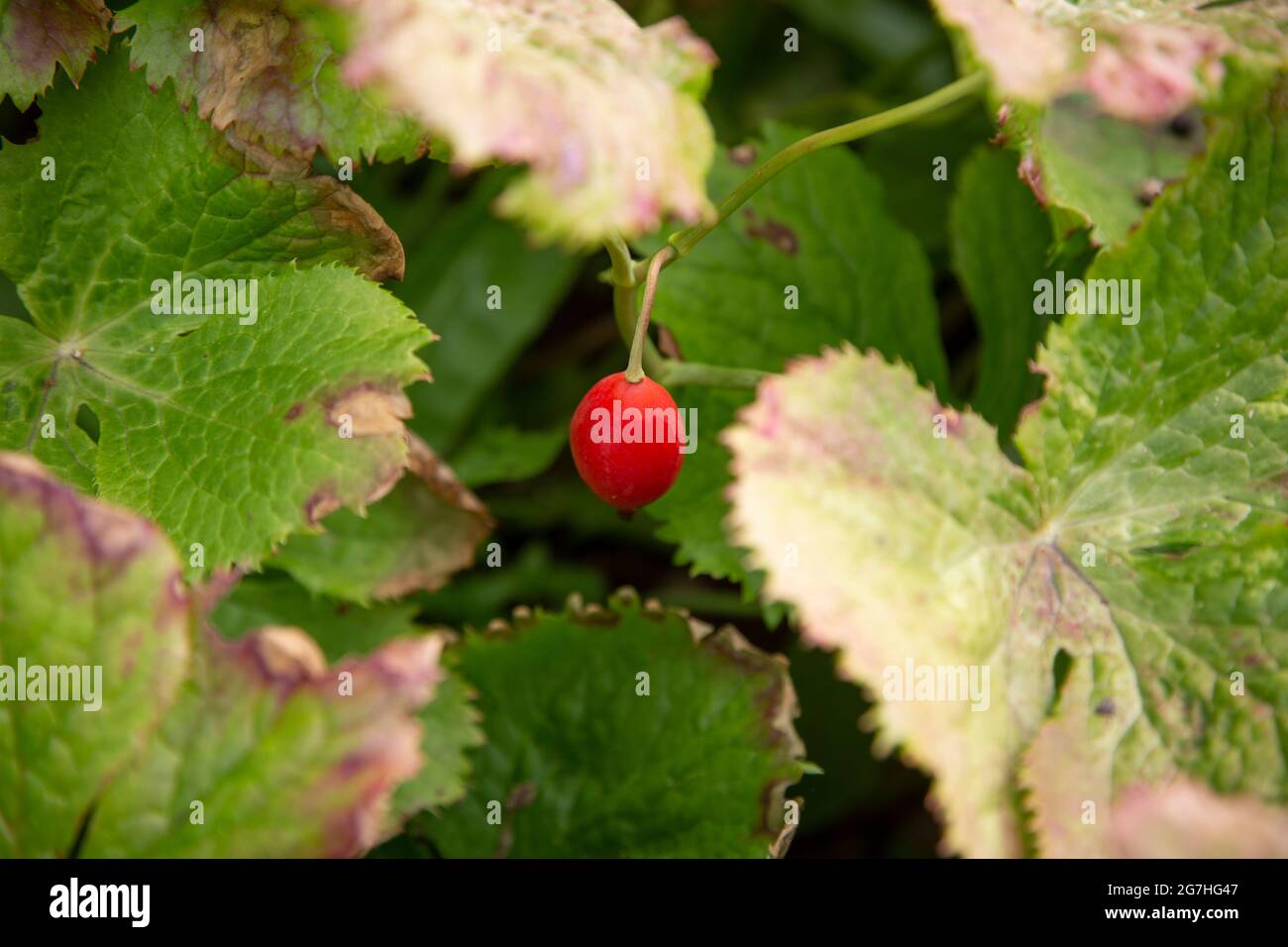 Sinopodophyllum is an herbaceous perennial plant in the family ...