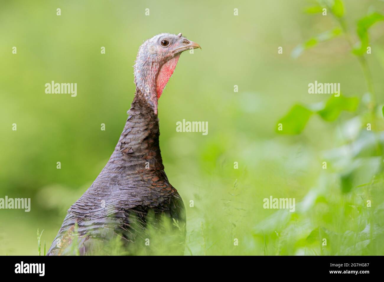 Turkey standing in green foliage Stock Photo - Alamy