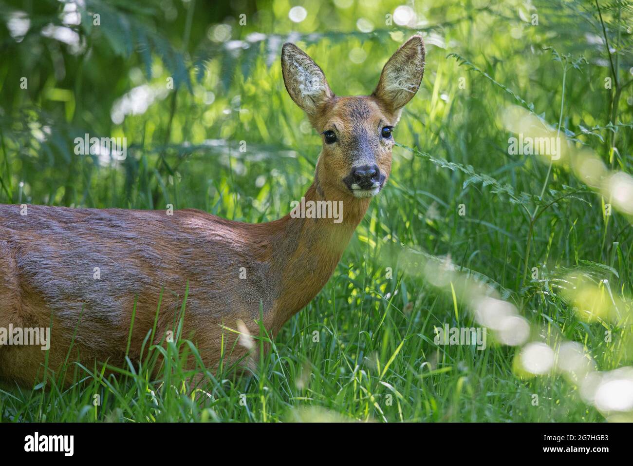 Red deer exmoor devon hi-res stock photography and images - Alamy