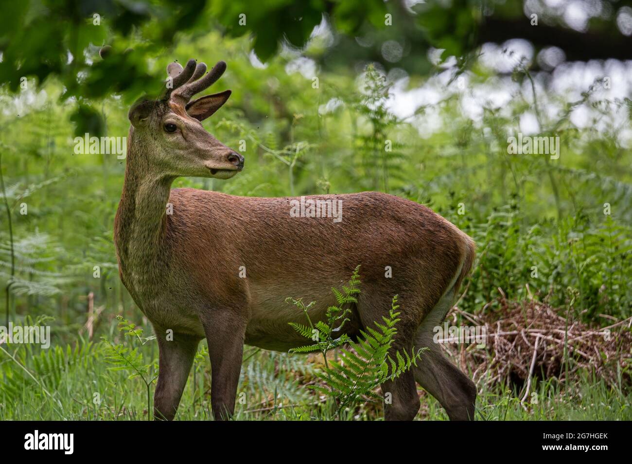 Young Red Deer stag in woodland, Exmoor National Park, UK Stock Photo ...
