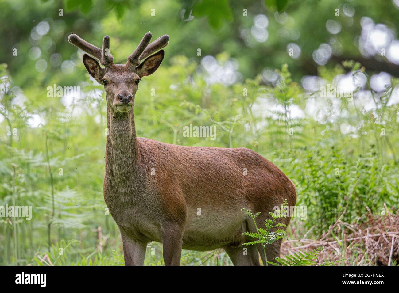 Young Red Deer stag in woodland, Exmoor National Park, UK Stock Photo ...