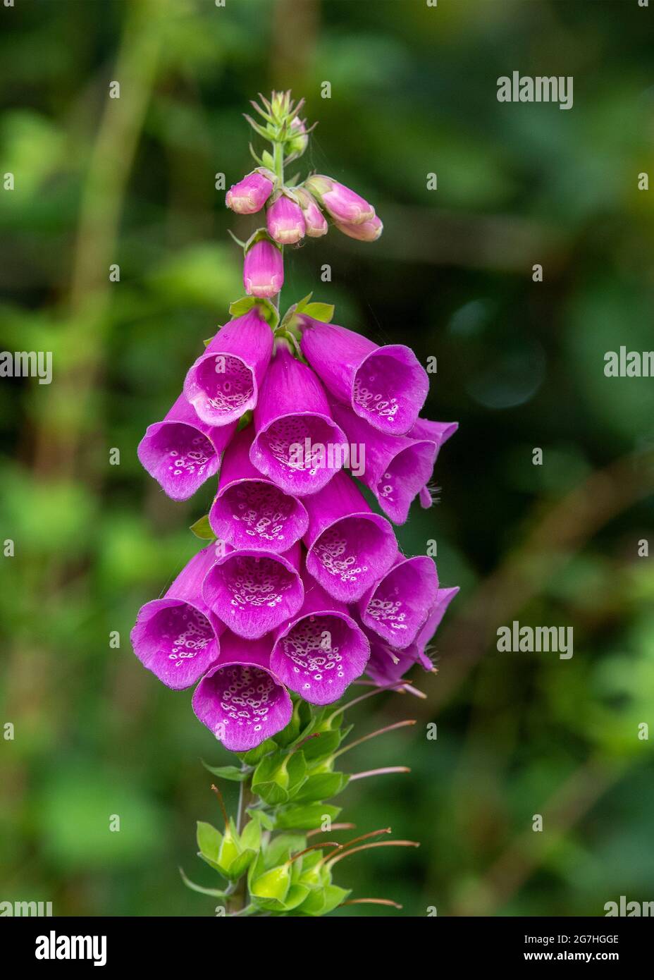 Finger flower digitalis hi-res stock photography and images - Alamy