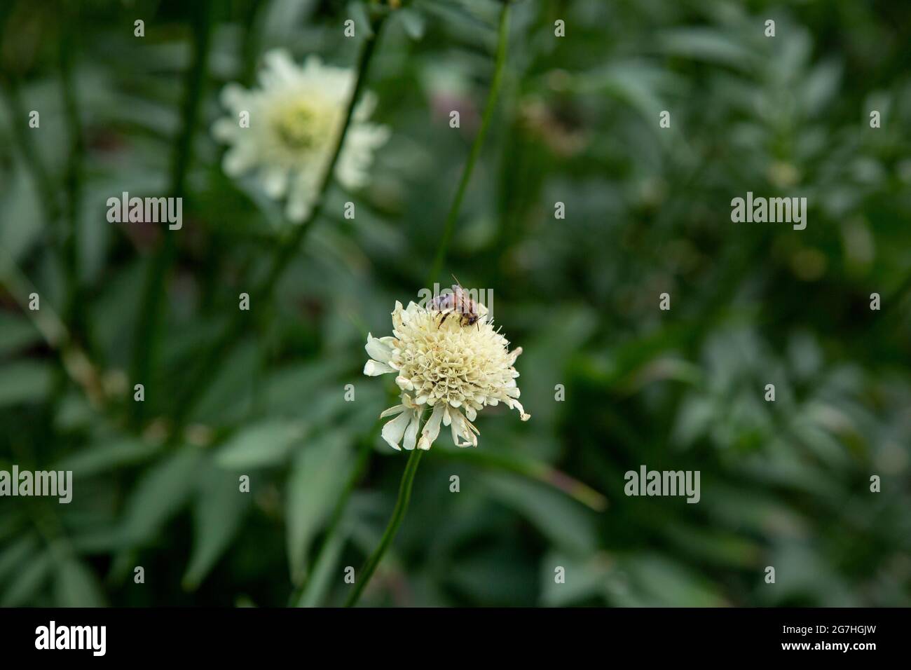 Yellow scabious scabiosa ochroleuca hi-res stock photography and images ...