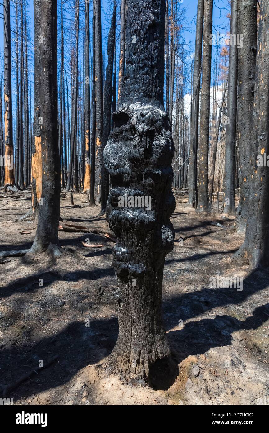 Lodgepole Pine, Pinus contorta, forest burned in the 2012 Table ...