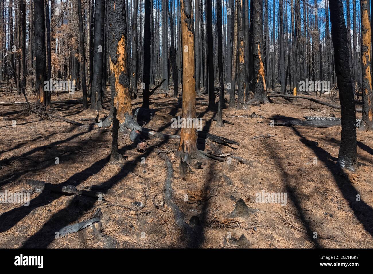 Lodgepole Pine, Pinus contorta, forest burned in the 2012 Table ...
