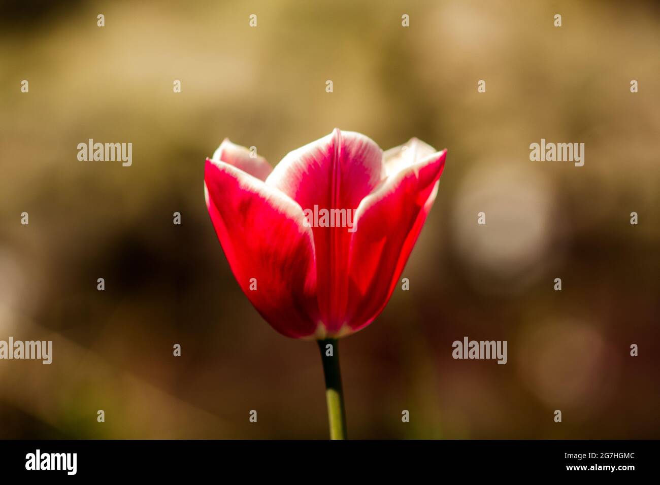 Tuli flower hi-res stock photography and images - Alamy