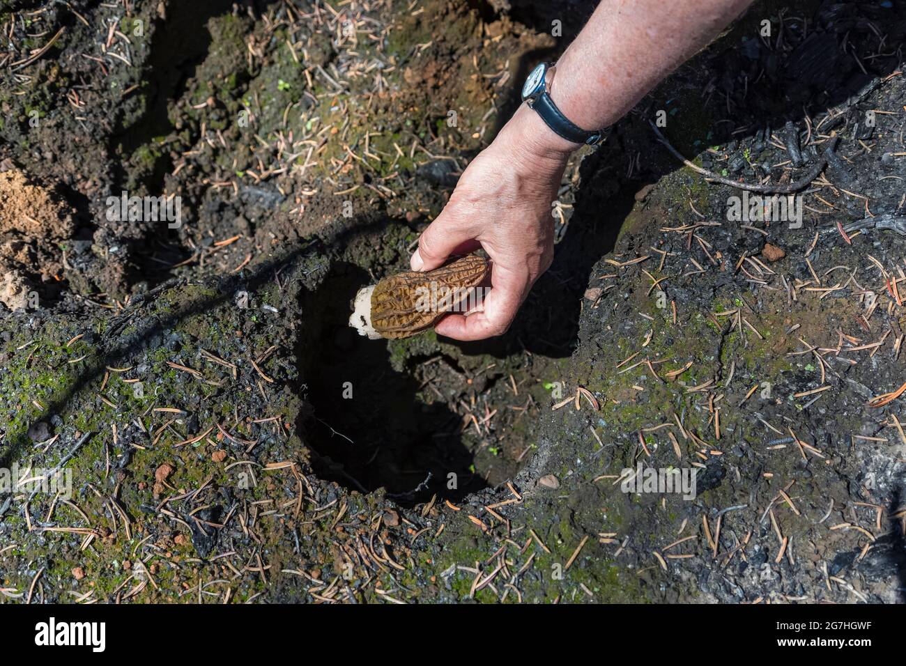 Picking burn morel mushrooms, Morchella sp., a year after the 2012 ...