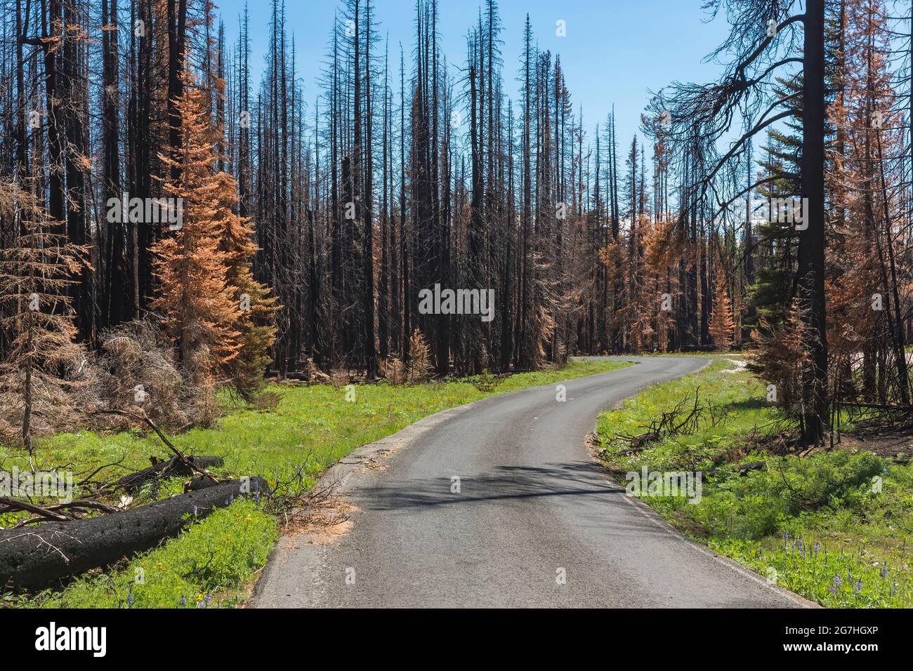 Road through forest burned in the 2012 Table Mountain Fire, Table ...