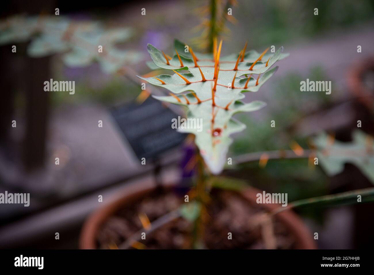 Solanum pyracanthum, also known as Devil's Thorn and Porcupine Tomato ...