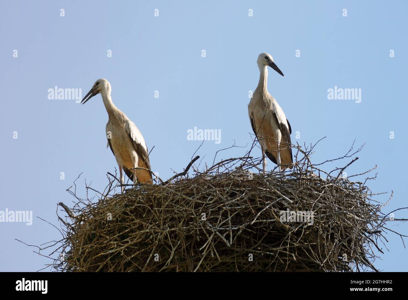 Non Exclusive: KORSHIV, UKRAINE - JULY 13, 2021 - White storks stay in ...