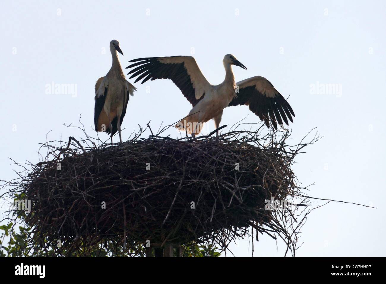 Non Exclusive: KORSHIV, UKRAINE - JULY 13, 2021 - White storks stay in ...