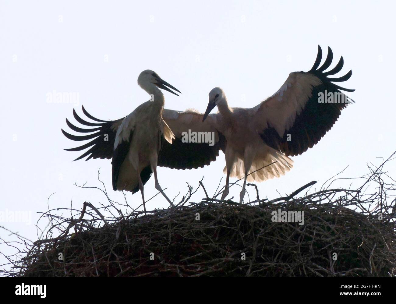 Non Exclusive: KORSHIV, UKRAINE - JULY 13, 2021 - White storks stay in ...