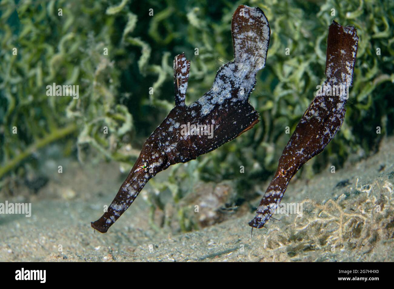 Reef pipefish hi-res stock photography and images - Alamy