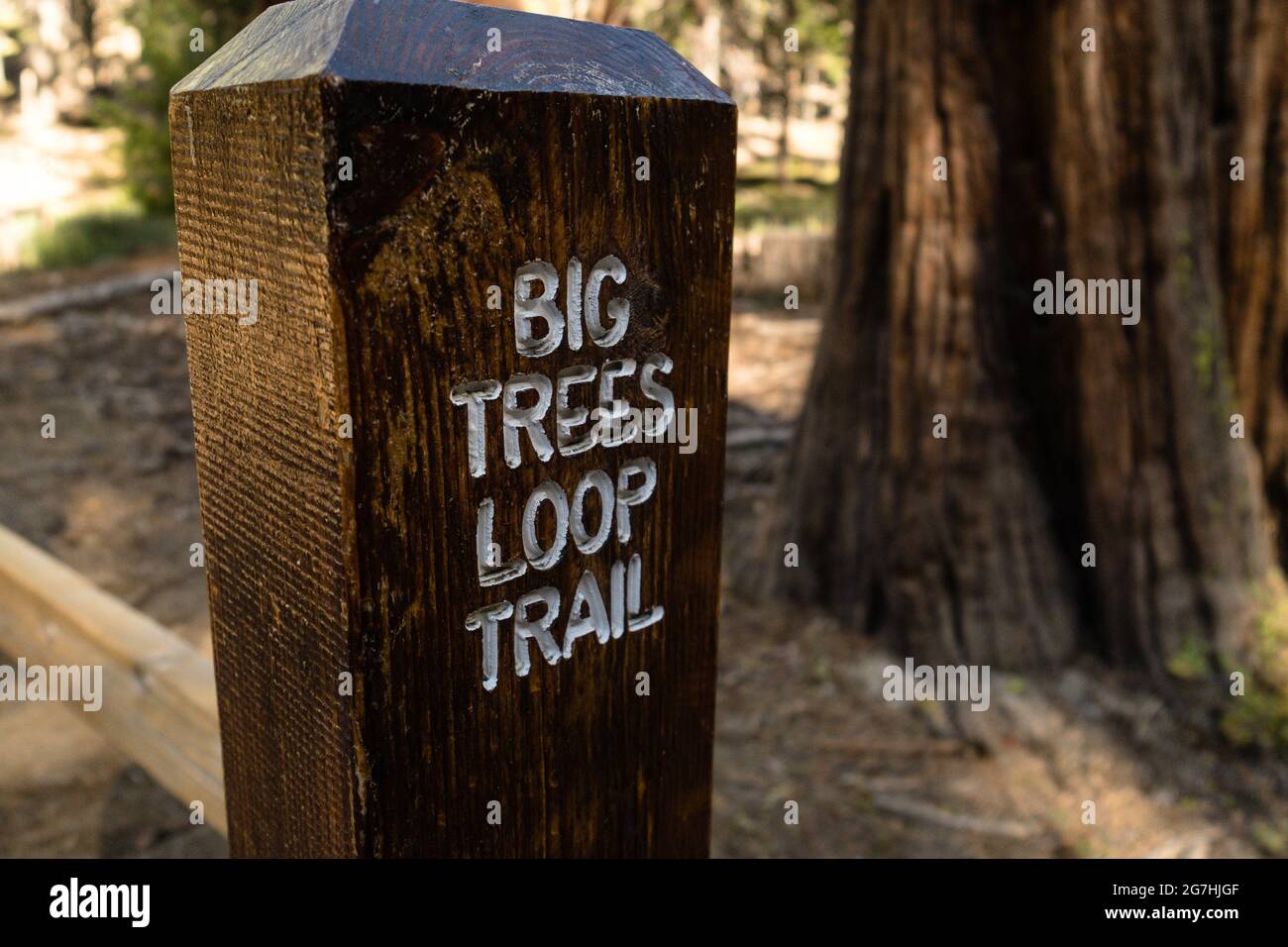 Large wooden post with text 'BIG TREES LOOP TRAIL' in National Sequoia ...