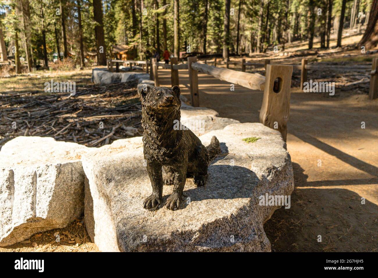 Black Bear In Sequoia National Park High Resolution Stock Photography ...