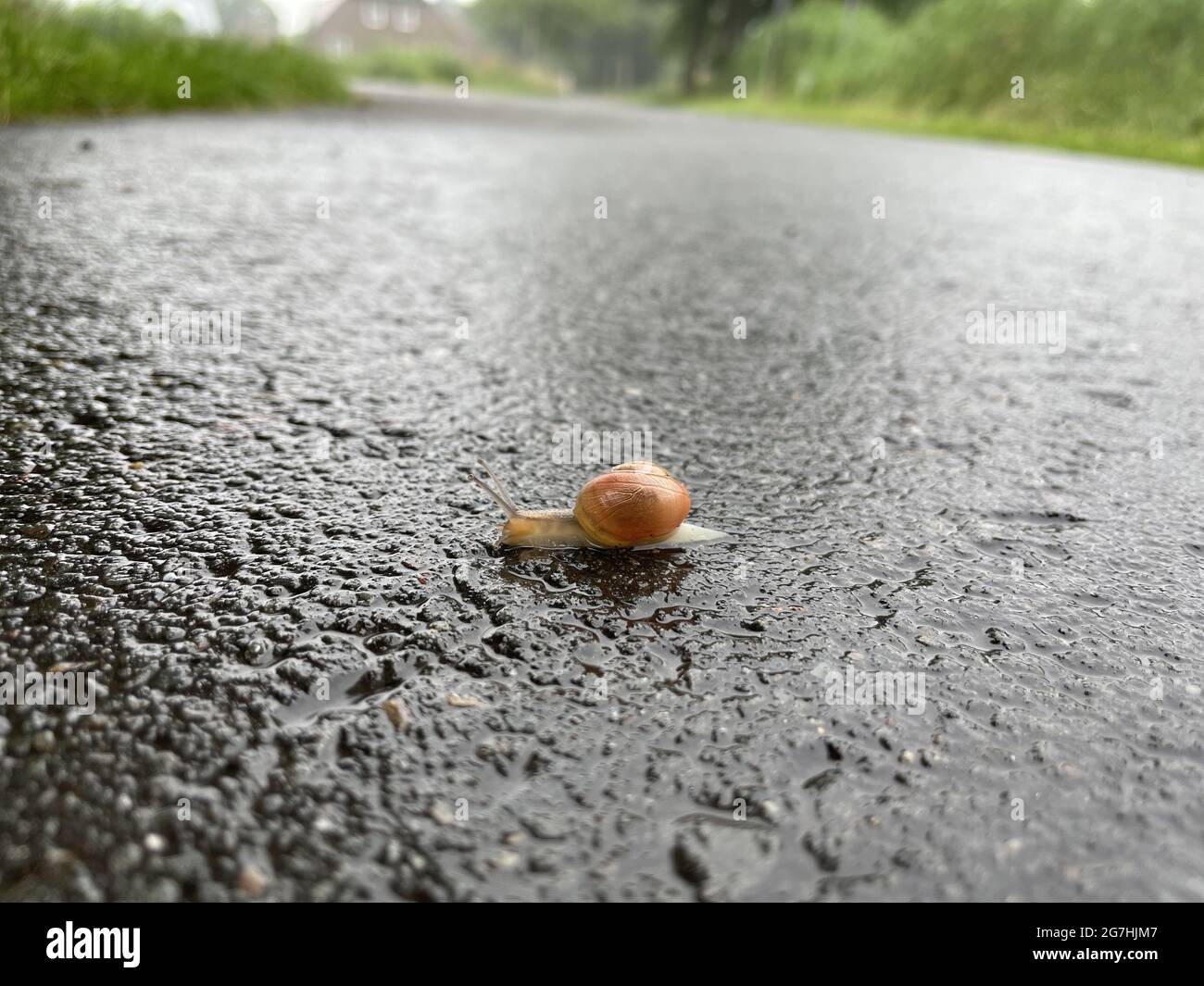Closeup of a snail crossing an asphalt road in a rural area Stock Photo ...