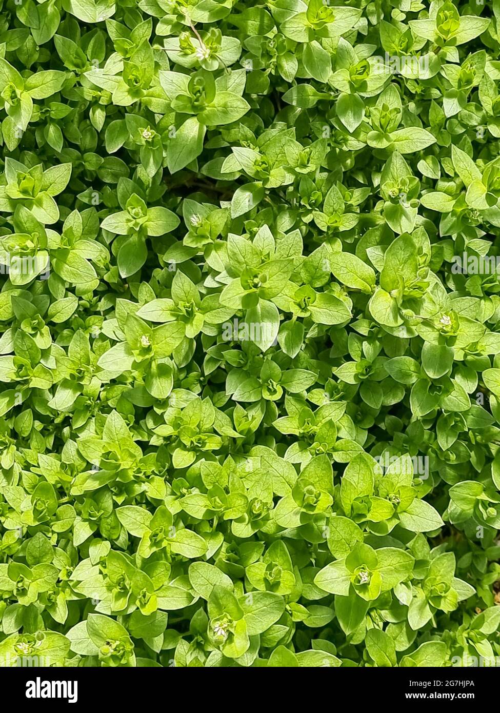 Green leaves wall background,weed plant.Grass growing outdoors against ...