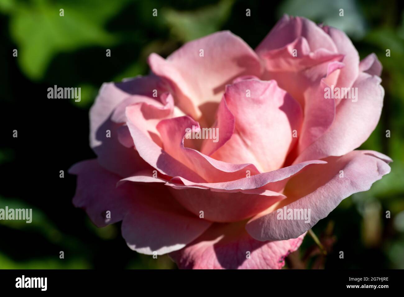 Beautiful pink rose in Vancouver Island, BC, Canada Stock Photo - Alamy
