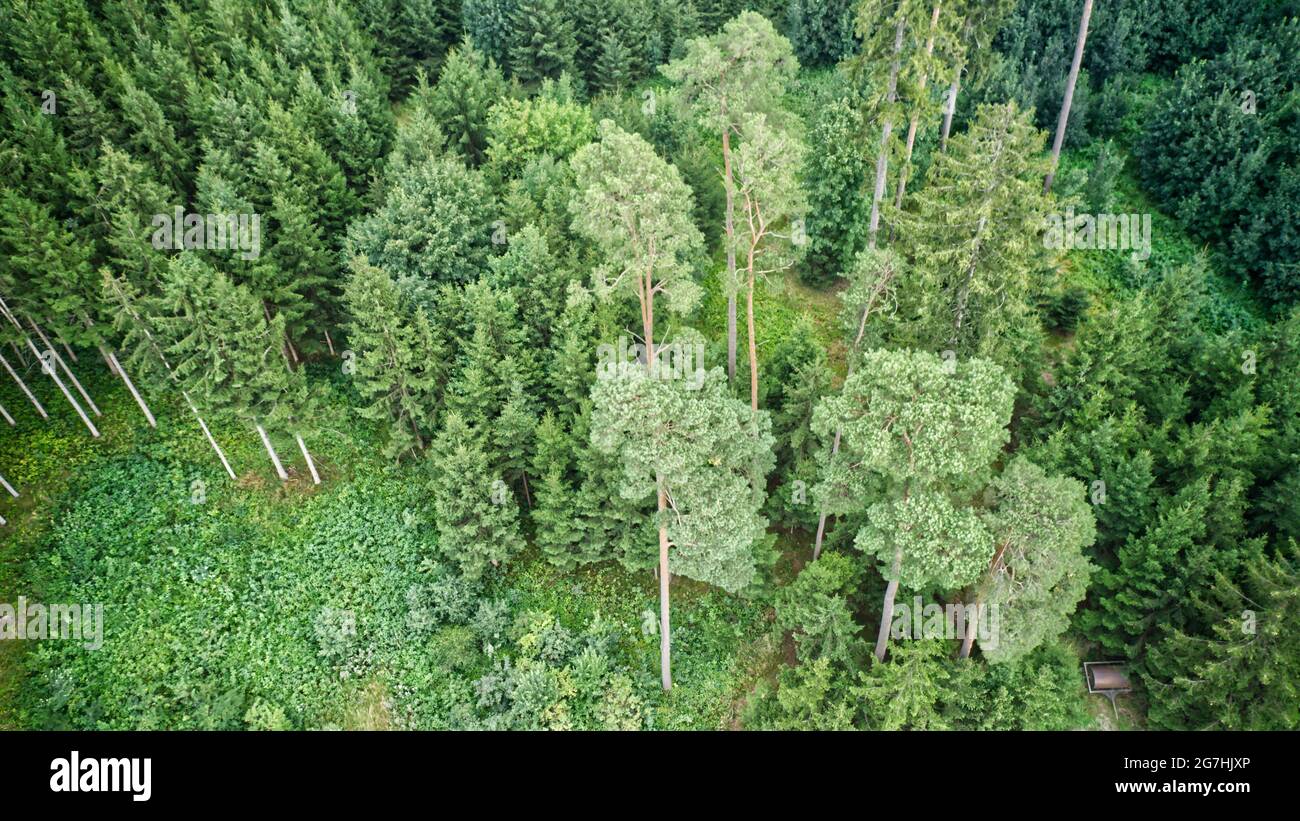 Aerial view of green dense forests on a sunny day Stock Photo - Alamy