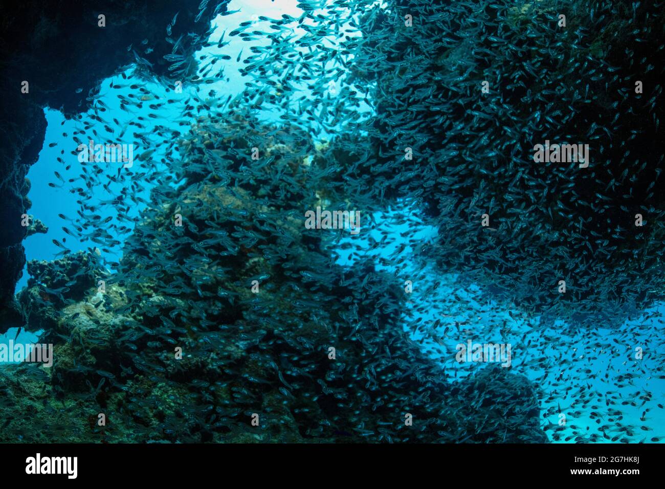 Underwater Red Sea seascape. Coral reef near Makadi Bay, Egypt Stock ...