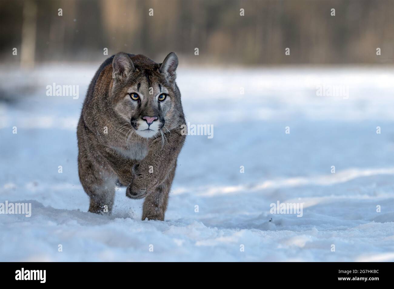 Panther chasing hi-res stock photography and images - Alamy