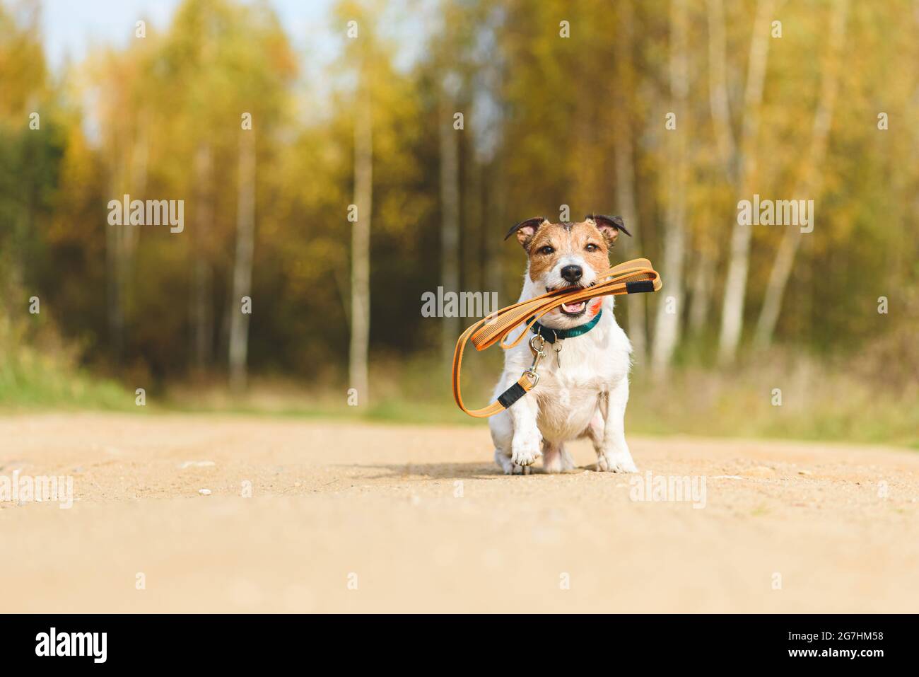Dog holding his own leash hi-res stock photography and images - Alamy