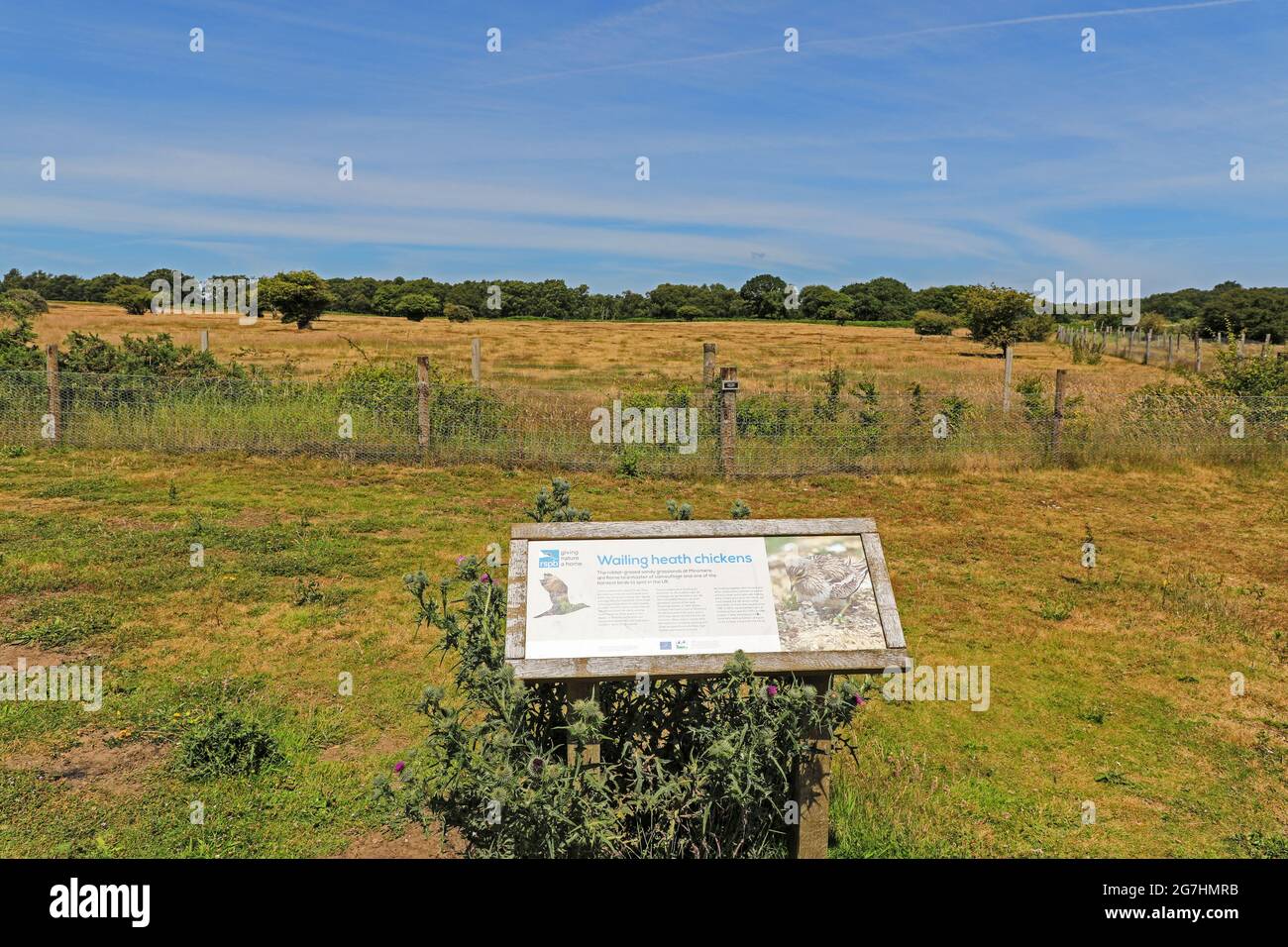 A sign or information board explaining Stone Curlews, also know as ...