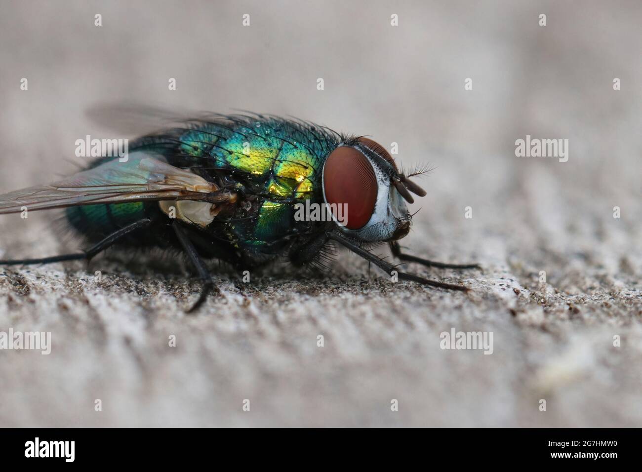 Common green bottle fly on rock surface Stock Photo - Alamy