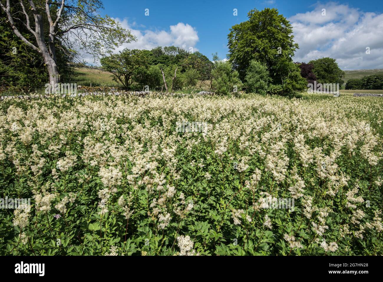 Masses of Filipendula ulmaria, commonly known as meadowsweet, at Tarn ...