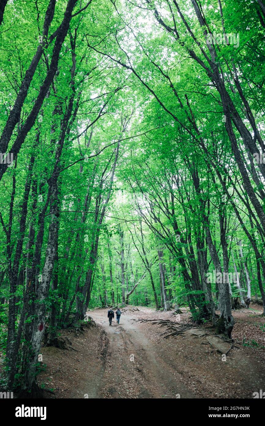 deciduous forest and road landscape travel Stock Photo - Alamy