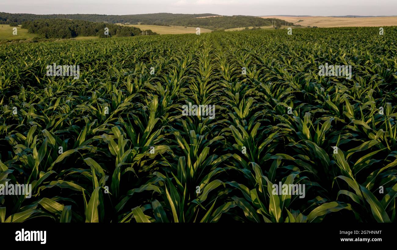 Corn field with young plants on fertile soil on sunset Stock Photo - Alamy