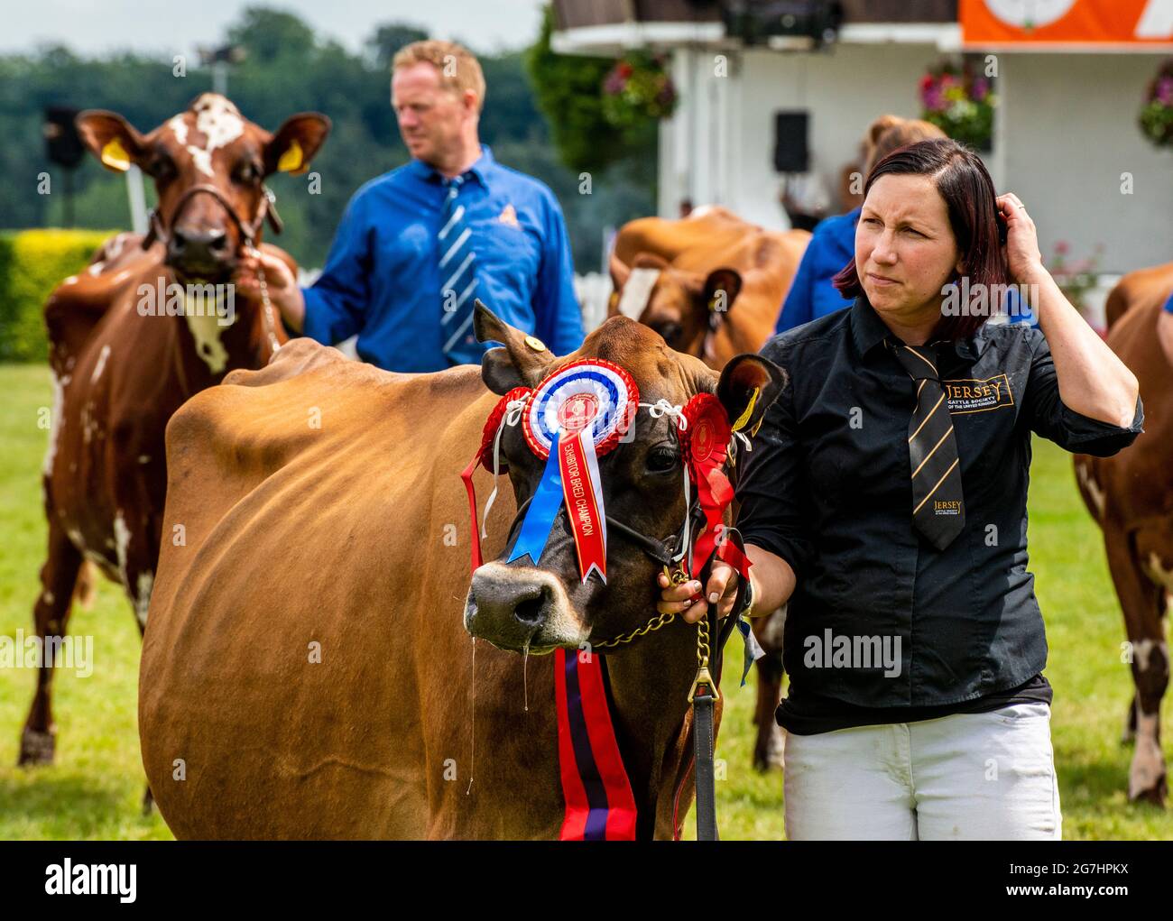 Harrogate, 14th July 2021. The Jersey cow winner of today's competition ...