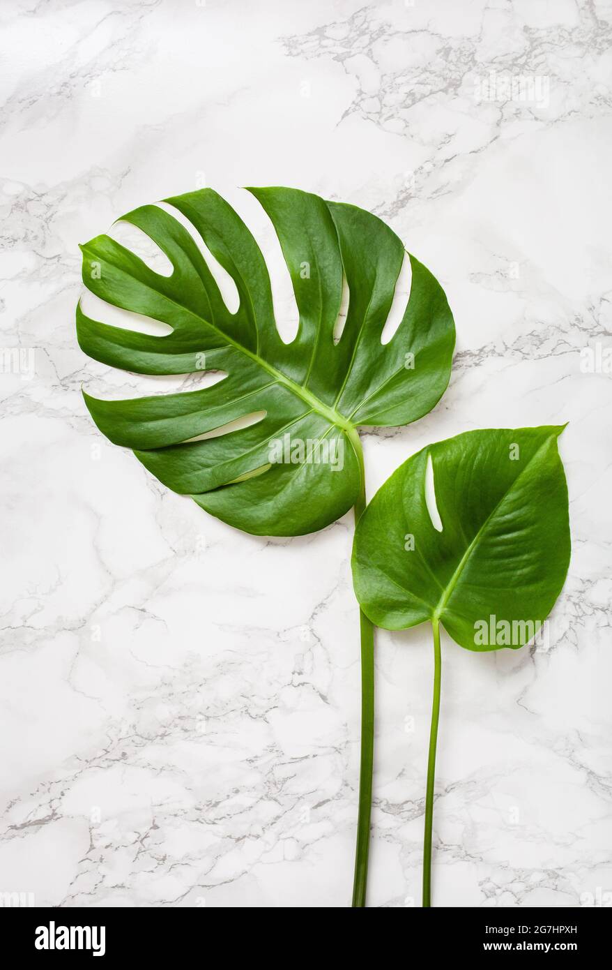 monstera leaf tropical plant on gray marble background Stock Photo - Alamy