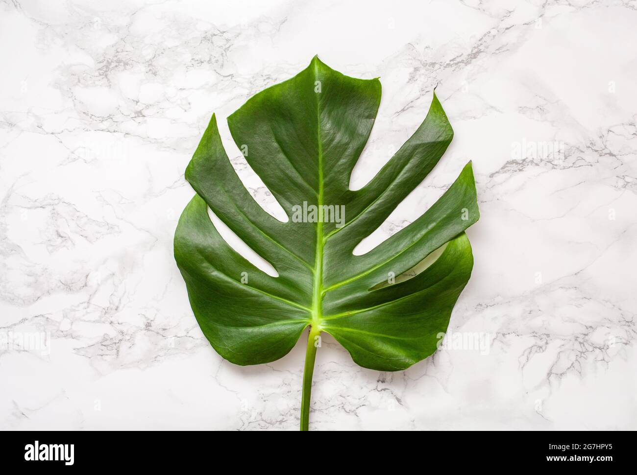 monstera leaf tropical plant on gray marble background Stock Photo - Alamy