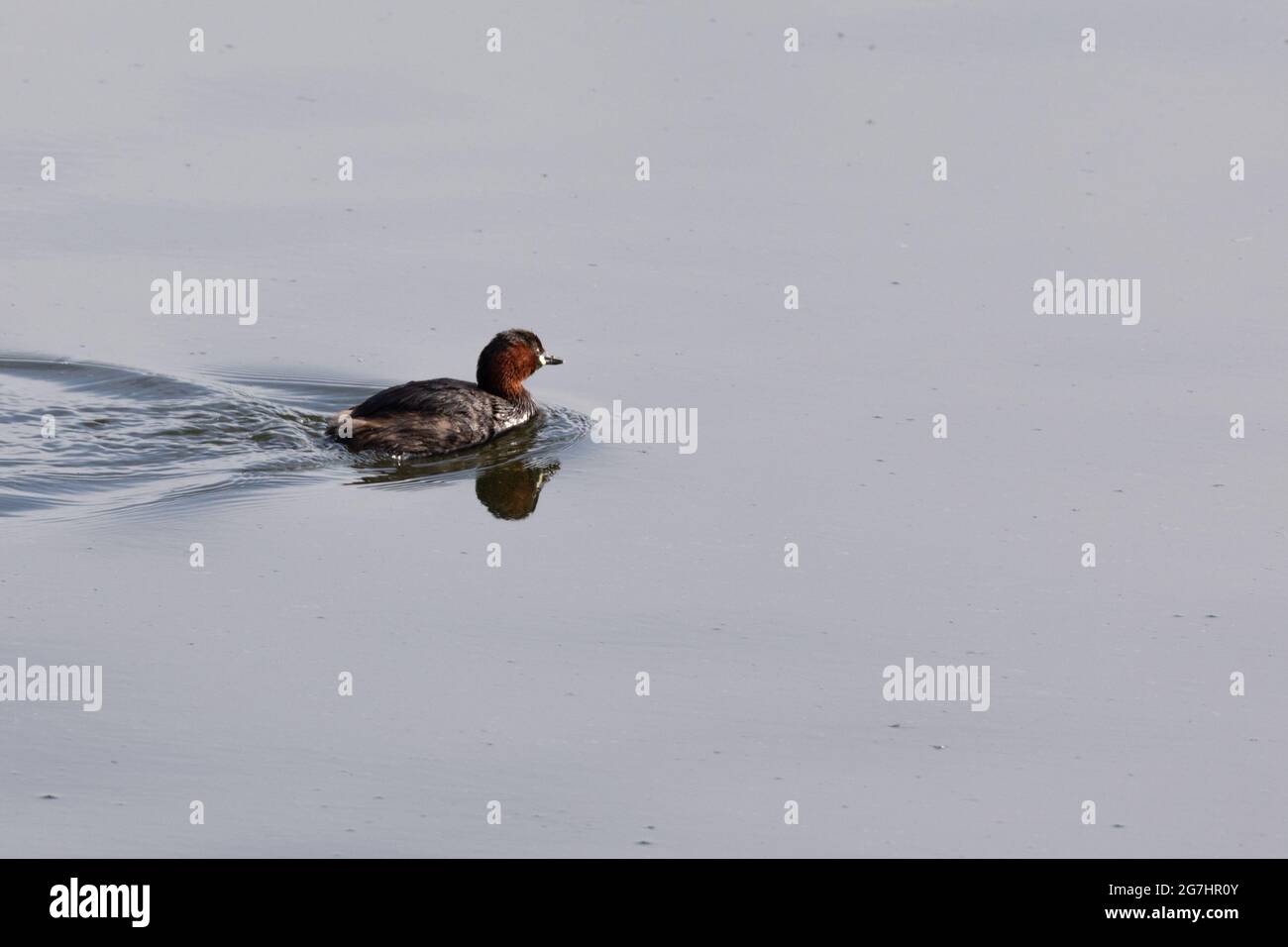 Cute little grebe tachybaptus hi-res stock photography and images - Alamy