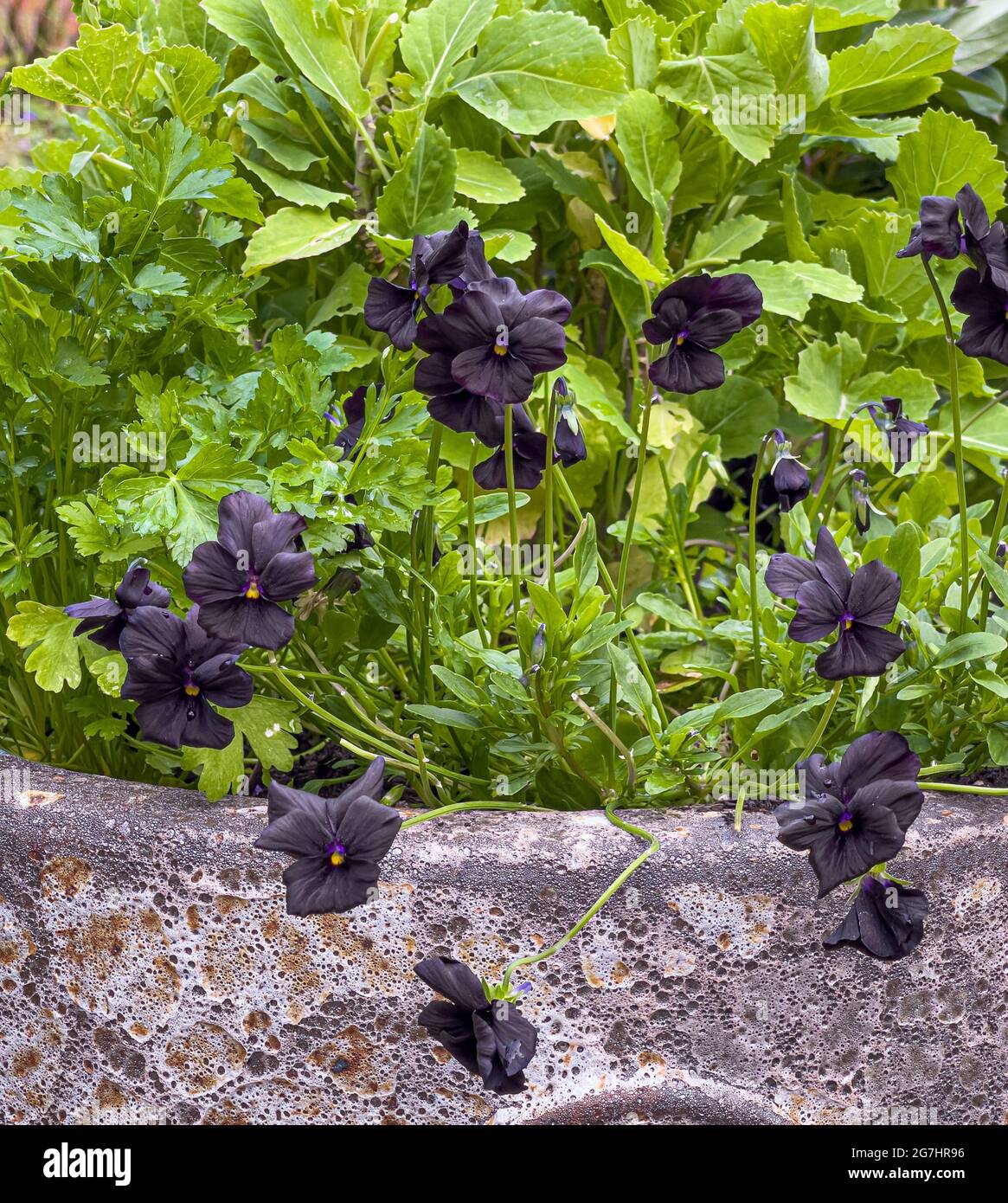 Black Viola flowers trailing over side of outdoor planter. Growing ...