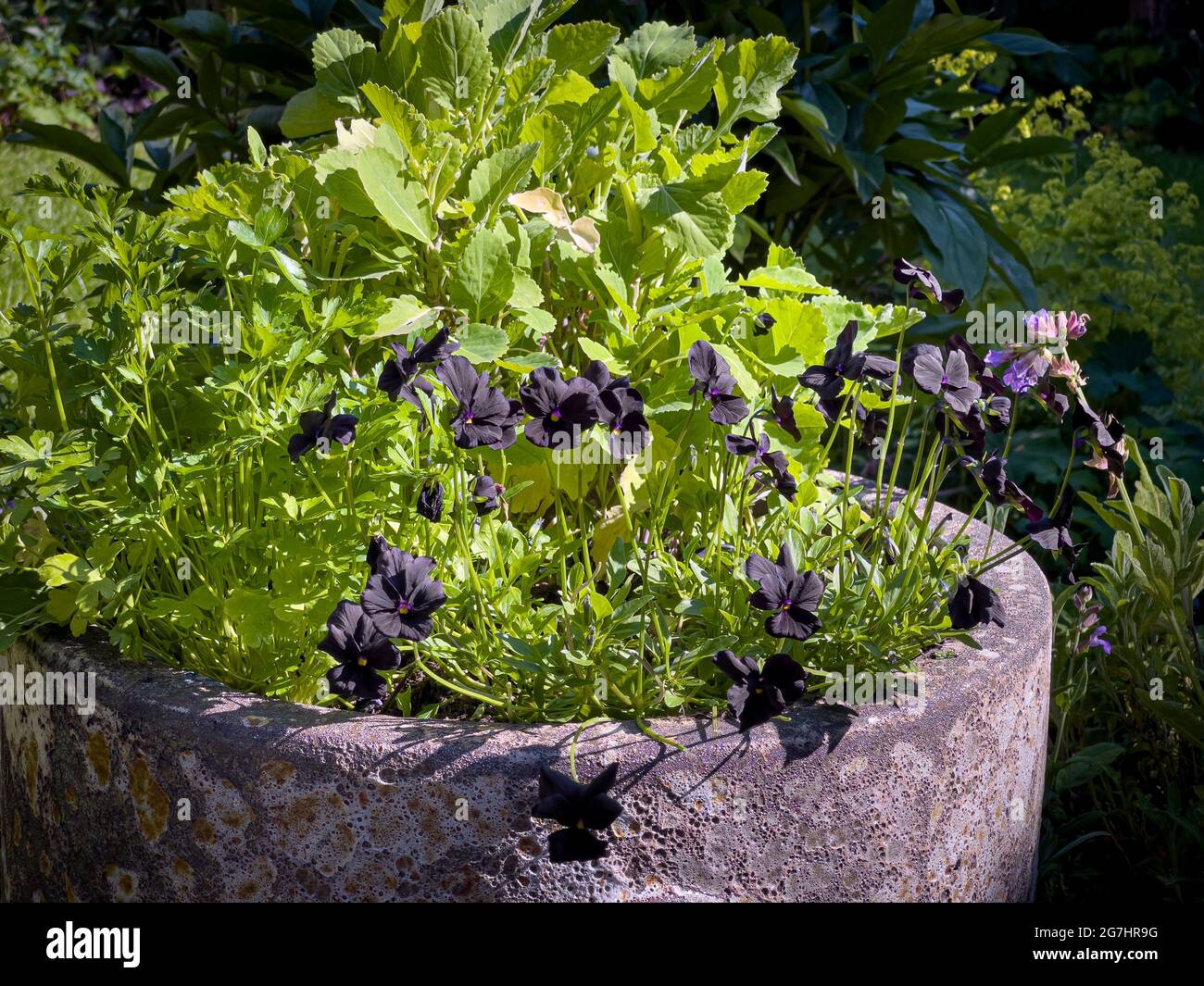 Very large stone planter hi-res stock photography and images - Alamy