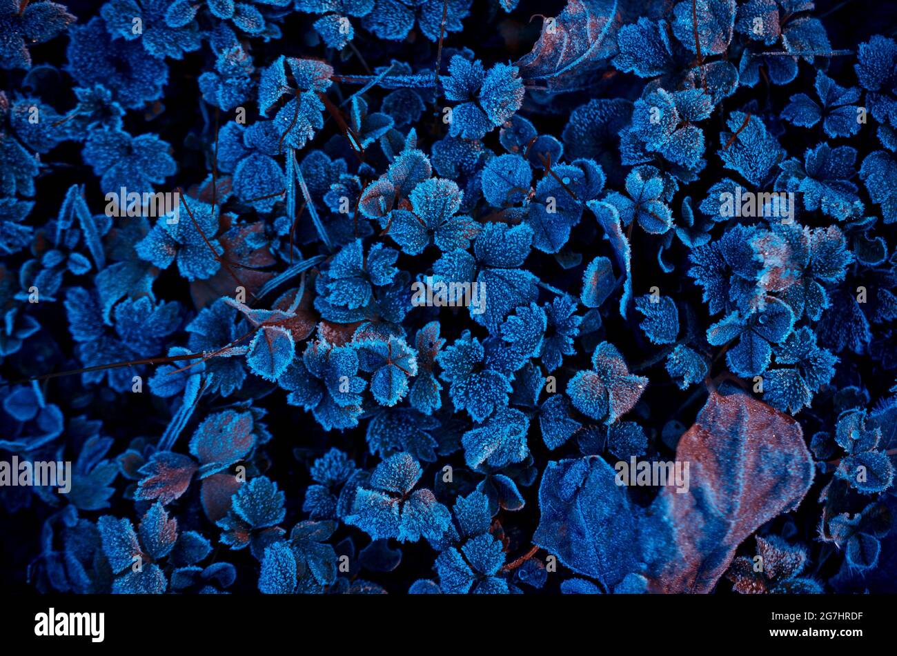 Clover winter hi-res stock photography and images - Alamy